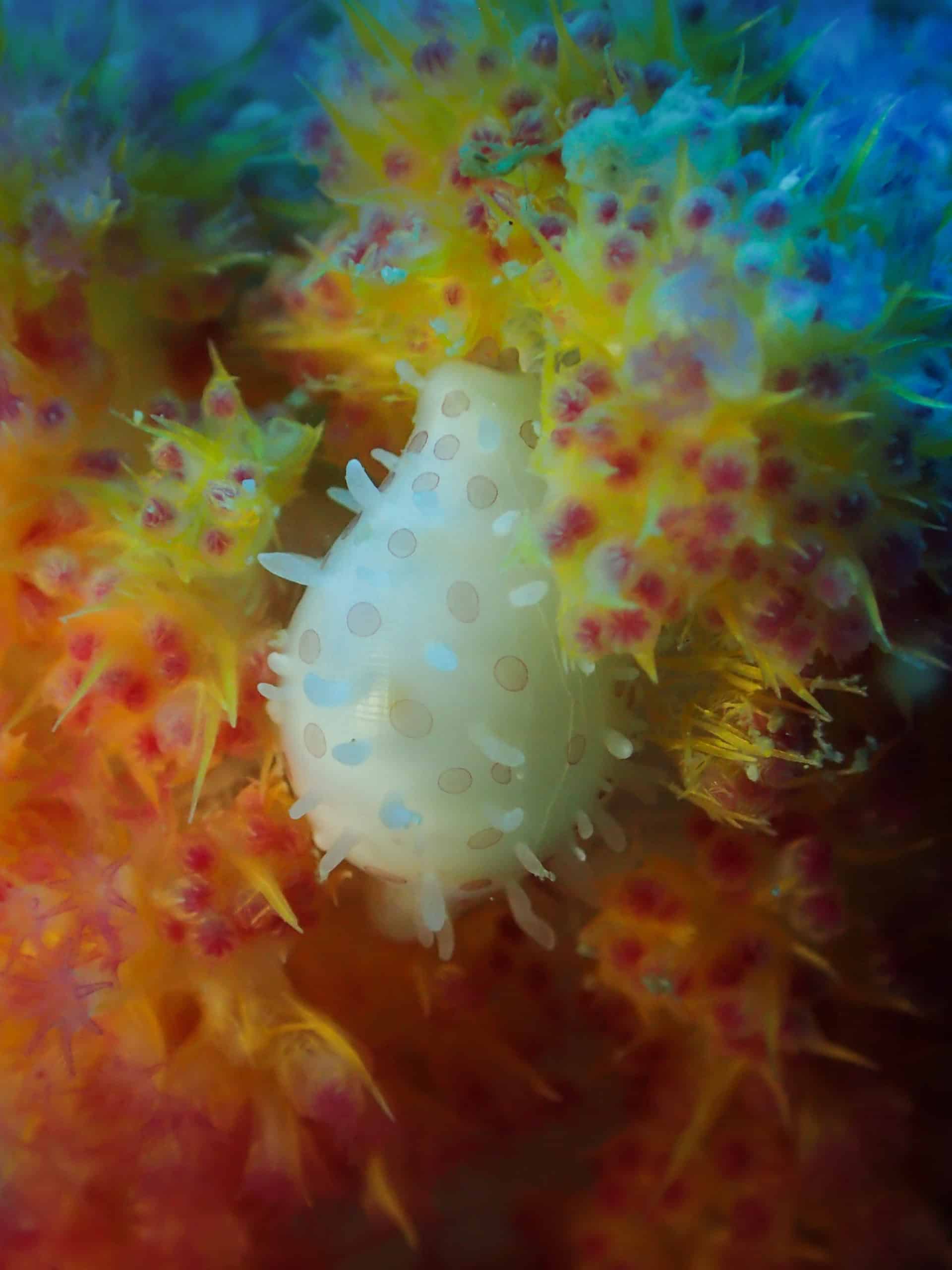 Amid the Ovulids: True and False Cowries - Conservation Diver