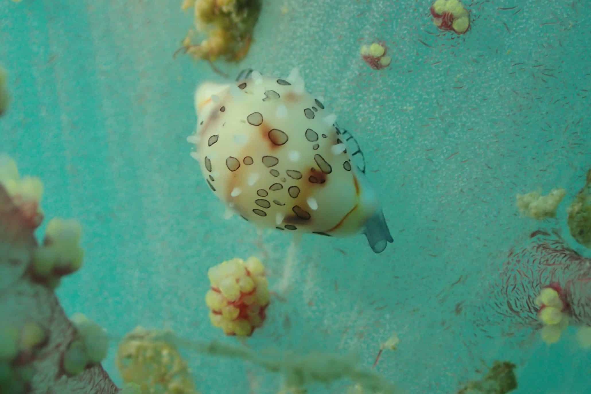 Amid the Ovulids: True and False Cowries - Conservation Diver