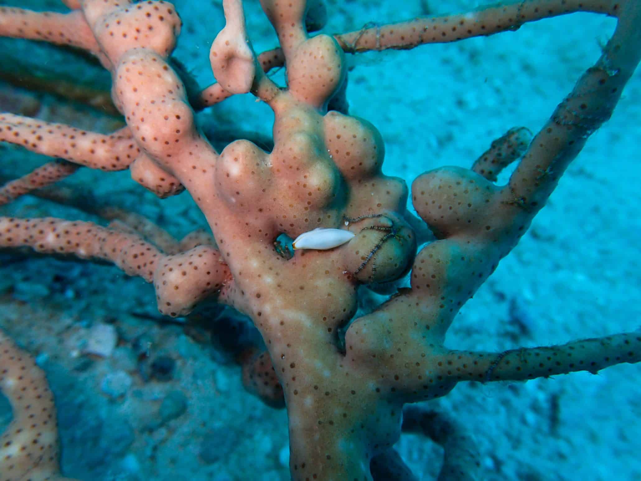 Amid the Ovulids: True and False Cowries - Conservation Diver