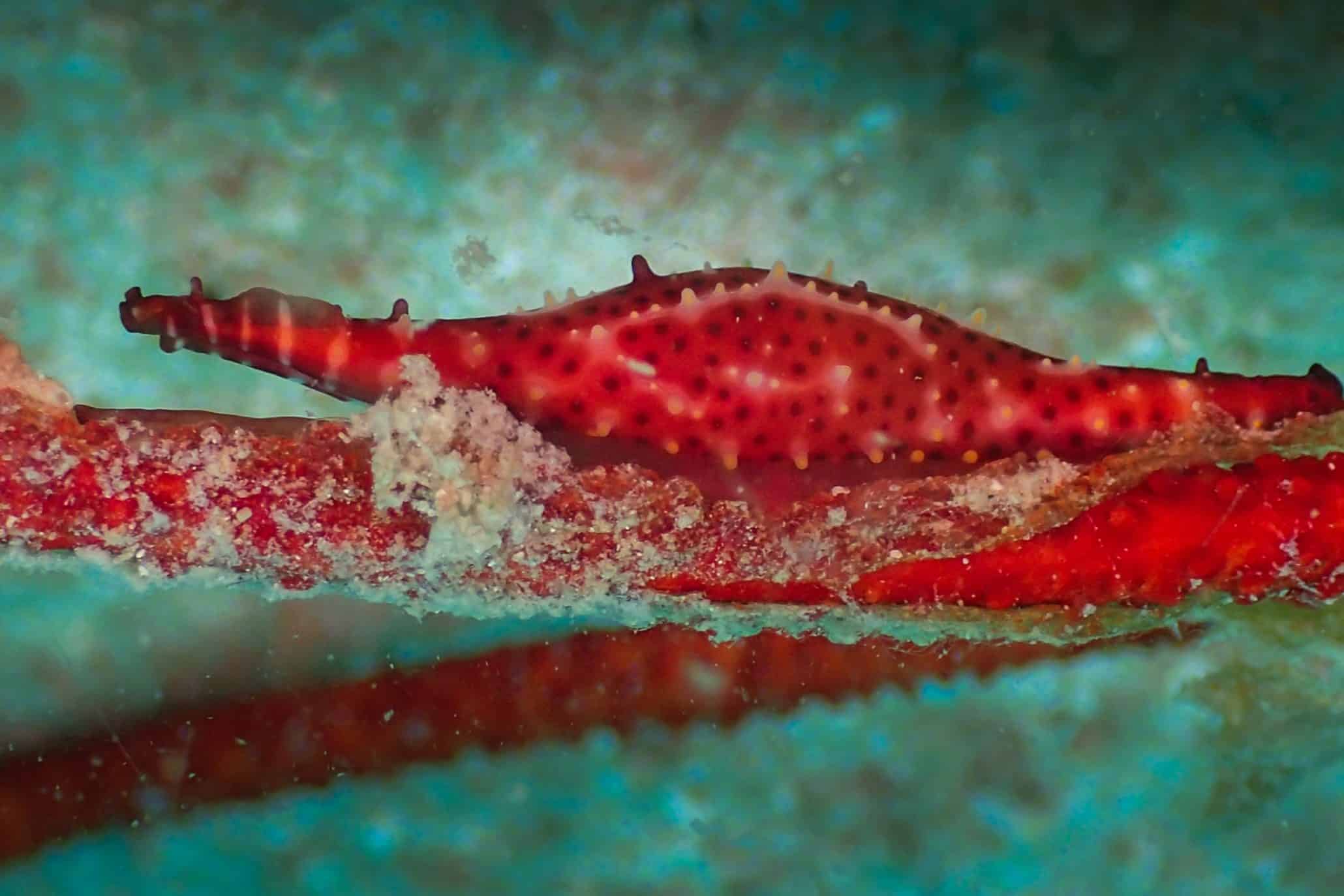 Amid the Ovulids: True and False Cowries - Conservation Diver