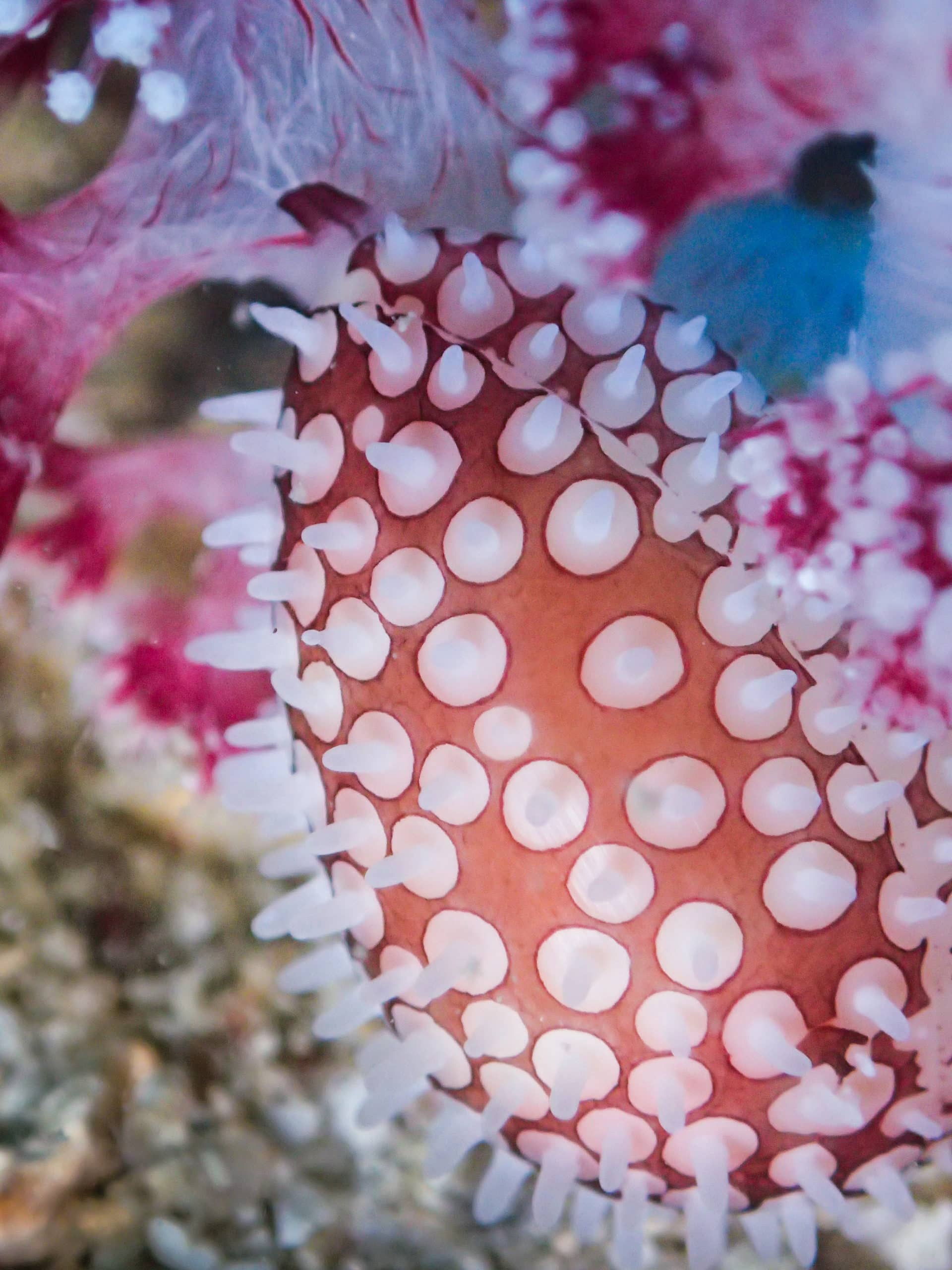 Amid the Ovulids: True and False Cowries - Conservation Diver