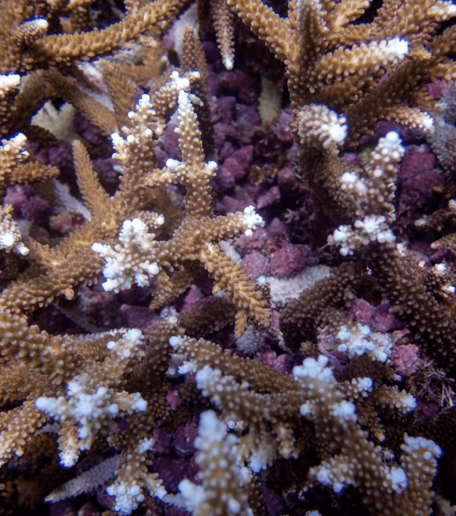 Coral Predators Monitoring & Monitoring - Conservation Diver