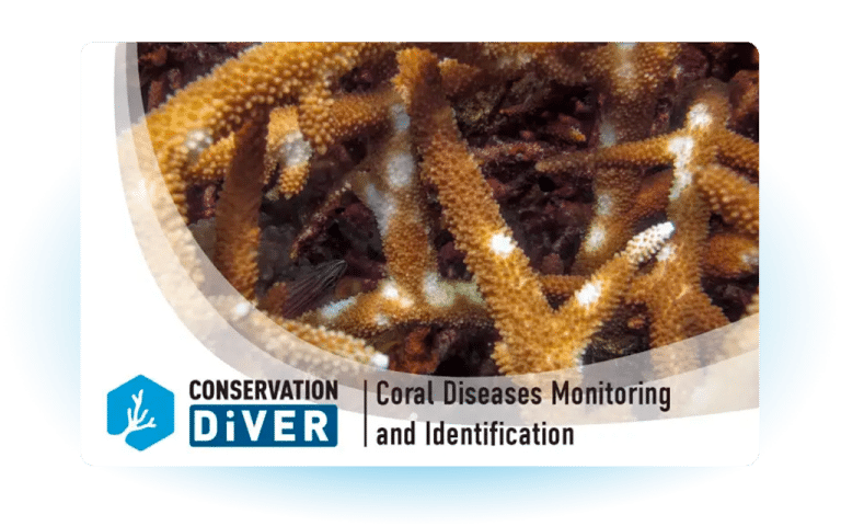 Coral Diseases & Compromised Health Monitoring - Conservation Diver