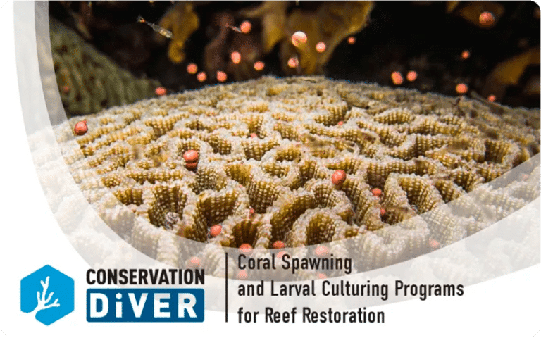 coral-spawning-card - Conservation Diver