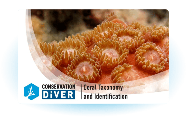 Coral Taxonomy & Identification - Conservation Diver
